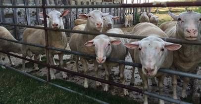 Best BAA Dairy – Our Farming Practices and the Nutrition of Sheep Milk