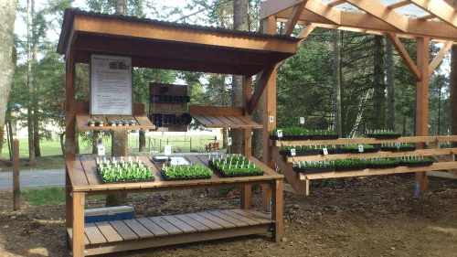 Salt Spring Seeds – All About Garlic