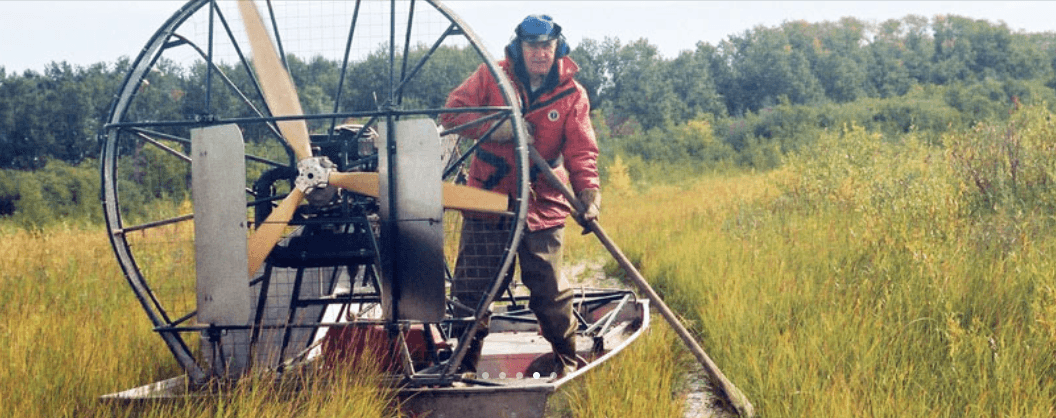 Wild Man Ricing - Wild rice in Northern Manitoba has grown naturally ...