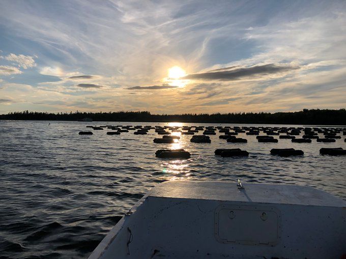 Cascumpec Bay Oyster Co. - Real Food... Naturally
