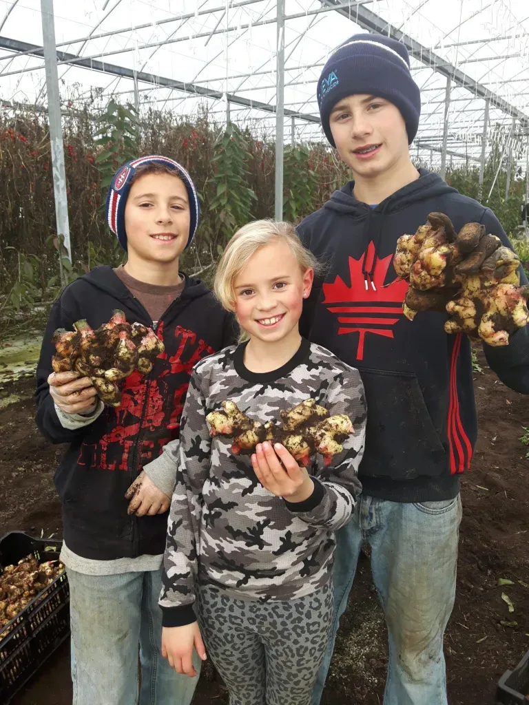 Canadian Ginger Company - Yes! We Grow Ginger and Tumeric in Canada!