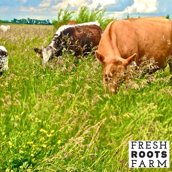 Fresh Roots Farm - We strive to create a viable livelihood from ...