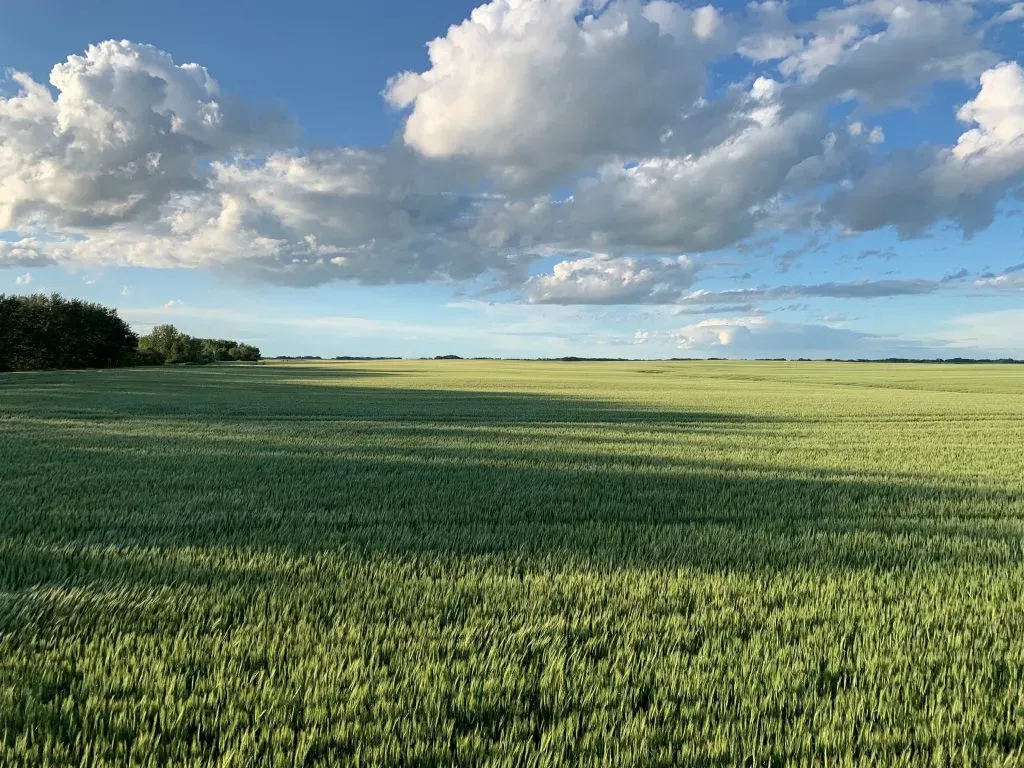 Engrained Flour Co. Regeneratively Grown - Our Growing Practices